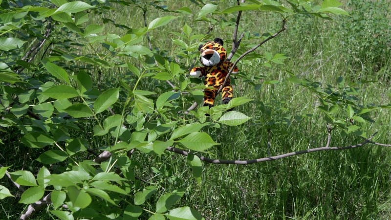 Lost Soft Toy Tiger in Tree Branches in a Deciduous Forest in Rays of ...