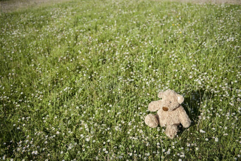 Teddy bear stock image. Image of bear, ground, discard - 12690811
