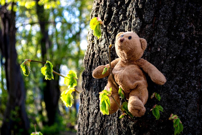 Lost teddy bear stock image. Image of stone, corner, lost - 8642263