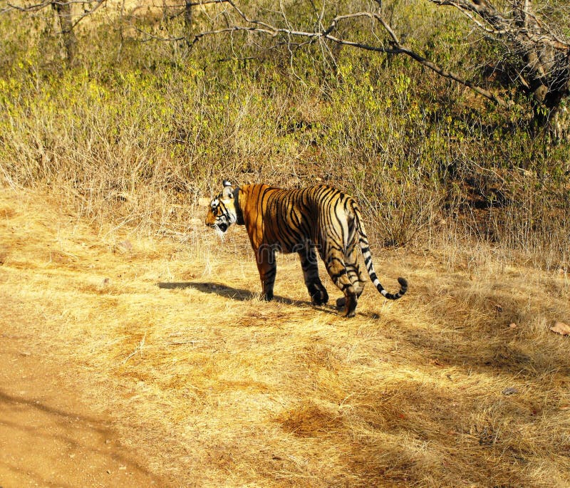 The Lost Tiger stock photo. Image of rathambore, side - 9059804