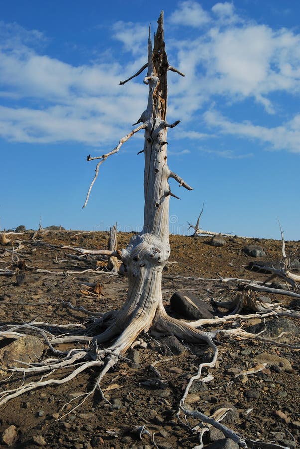 The lost tree stock image. Image of eroded, mountains - 5074999