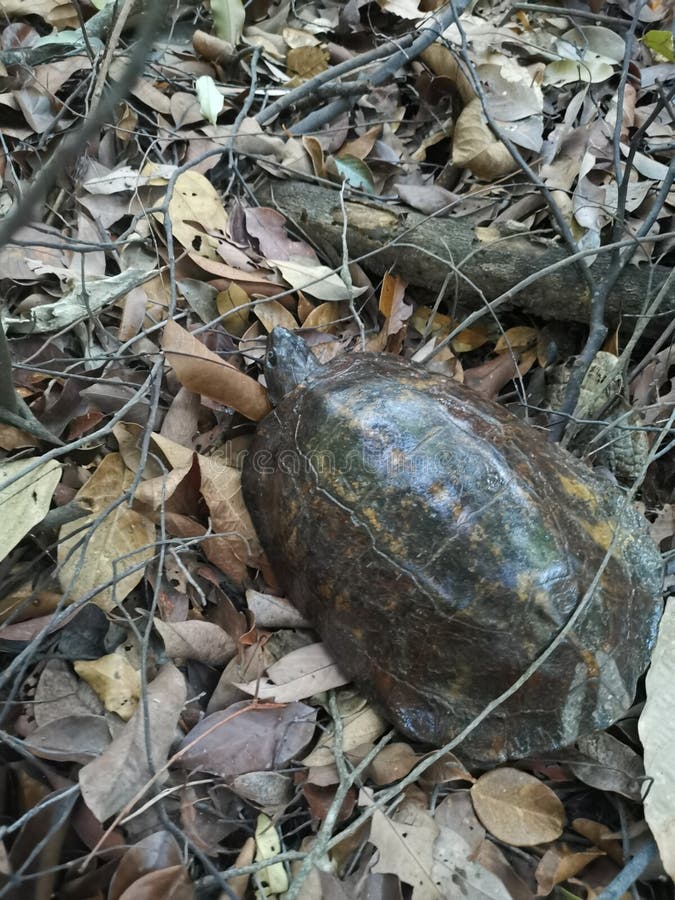 The Lost Turtle in the Woods Stock Image - Image of turtle, woods ...