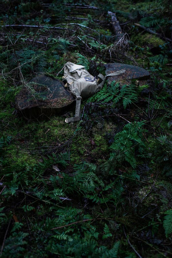 Lost Vintage Green Backpack on Tree Stump in Forest. Stock Photo ...