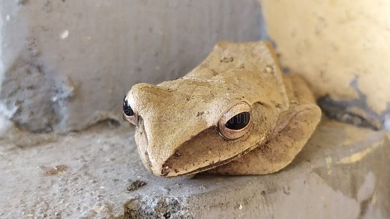 The Lost Wild Frog Gamabunta Stock Photo - Image of gamabunta, frog ...