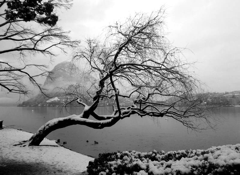 The lost winter of a tree stock image. Image of frost - 55340829