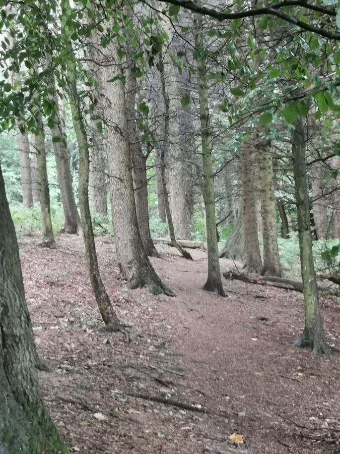 Lost in the woods stock photo. Image of forest, spruce - 225447020