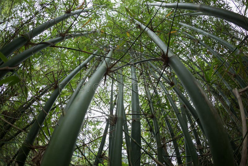 Bamboo Trees Looking Up with Fish Eyes Stock Photo - Image of garden ...