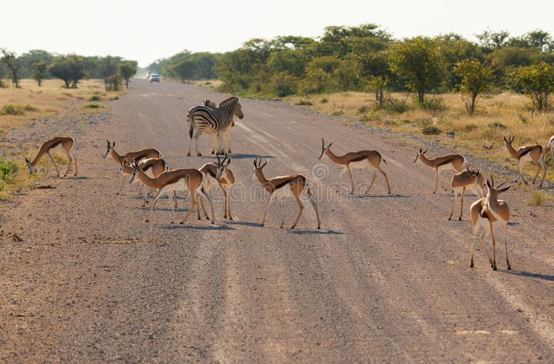 Animals on the road stock photo. Image of scenic, nature - 30252160
