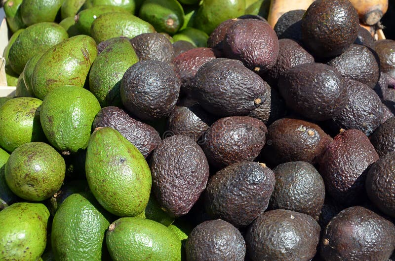 Lot of Avocado Fruit Ripe and Unripe Photography Stock Photo - Image of ...