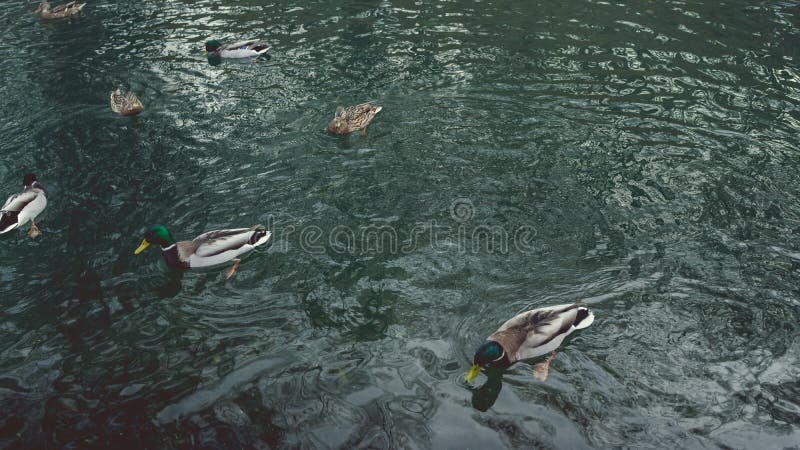 A Lot of Beautiful Ducks are in a Clean Pond in the Park. Stock Photo ...