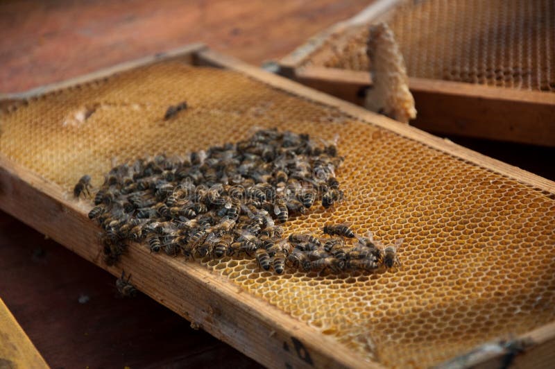 Queen-bee and human stock image. Image of cell, hives - 23207503