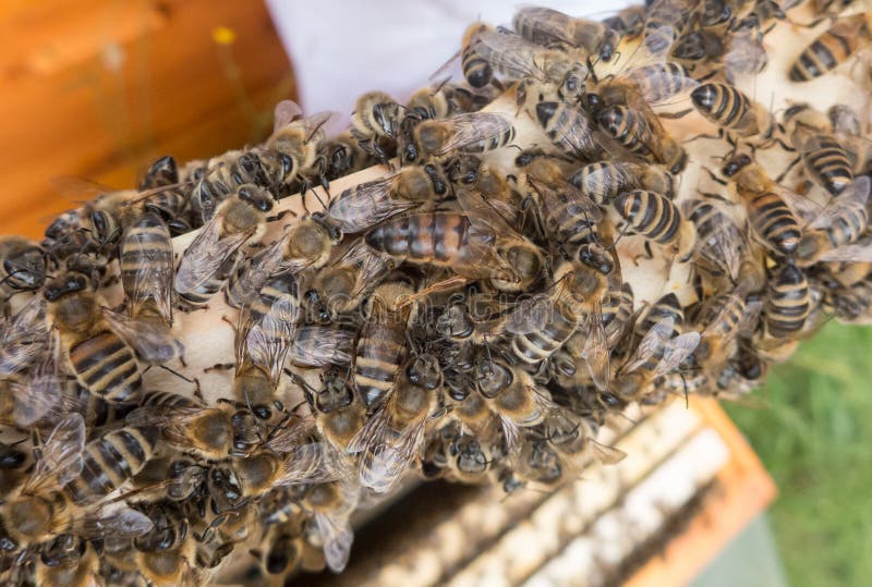 A lot of bees in beehive stock photo. Image of hive, apiculture - 97609854