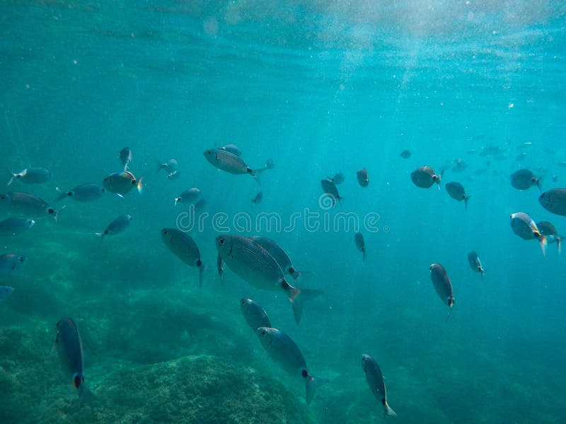 Lot of of Big Fish Swim Near the Diver and the Seabed Stock Image ...