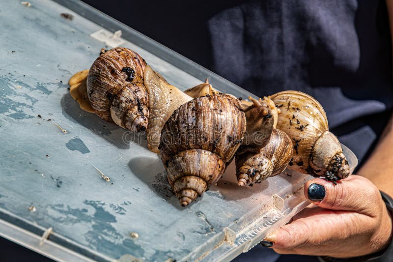 Shellii Stock Photos - Free & Royalty-Free Stock Photos from Dreamstime