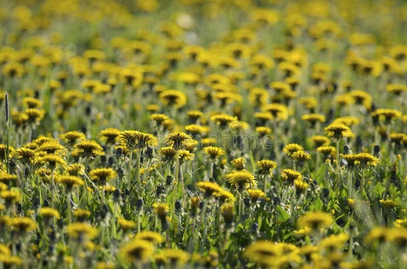 A Lot of Blooming Dandelions Stock Photo - Image of grow, backlight ...