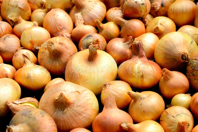 Lot of Bright Beautiful Bulb Onions. Stock Image - Image of plant ...
