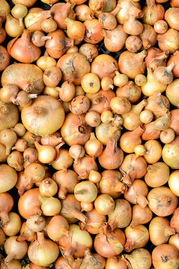 Lot of Bright Beautiful Bulb Onions. Stock Photo - Image of bulb, group ...