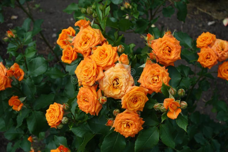 A Lot of Pink Flowers of Roses in June Stock Image - Image of green ...