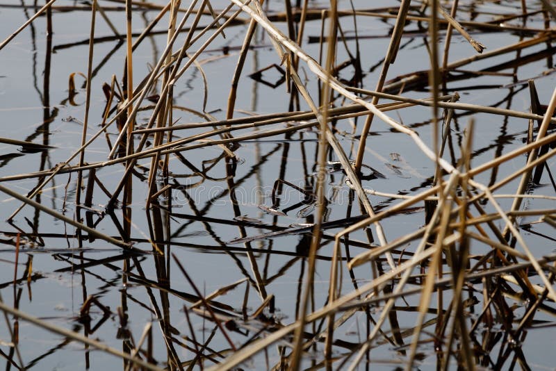A Lot of Broken Bends and Straw Growing from the Bottom of the River ...