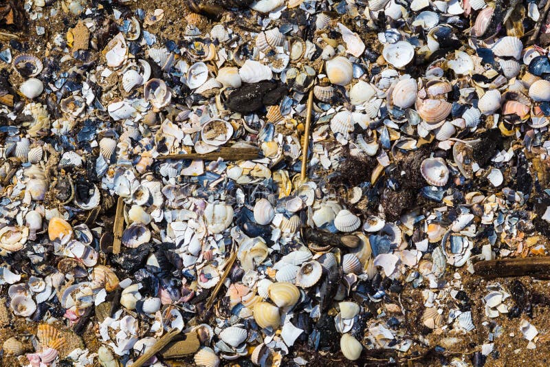Seashell Jumble stock photo. Image of natural, nature, shapes - 104020