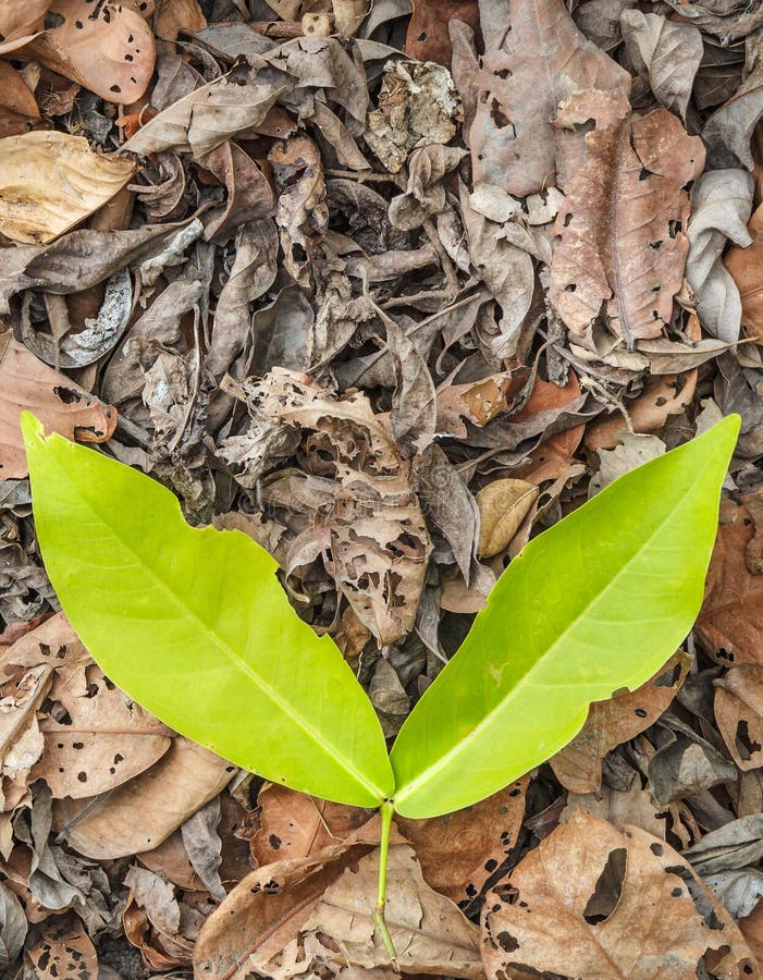 Dry and fresh leaves stock photo. Image of season, concepts - 30130634
