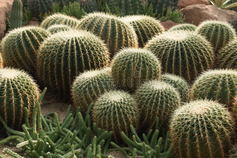 A lot of cactus stock image. Image of ball, leaf, plant - 37780709