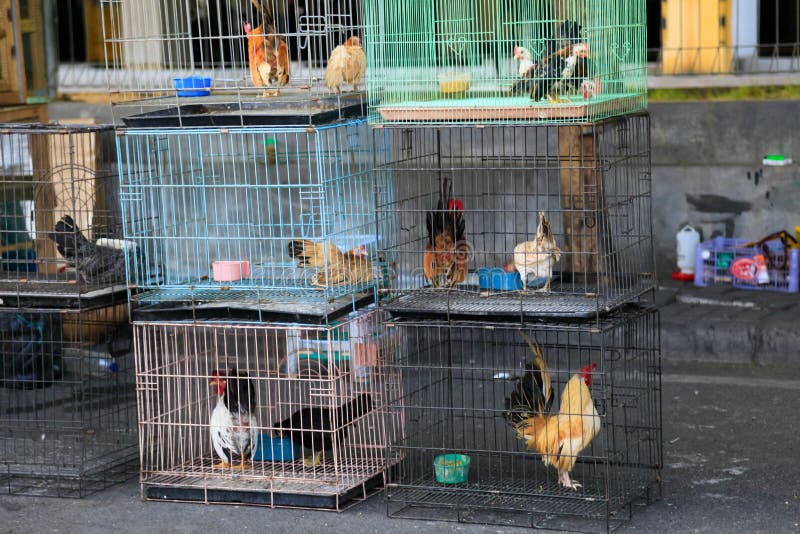 A Lot of Chicken in the Cage Stock Photo - Image of wall, city: 182658702