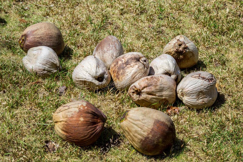 A lot of coconuts stock image. Image of coconut, grass - 63992623