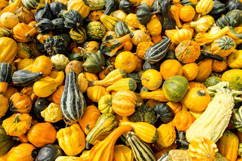 Lot of Colorful Ornamental Squash Stock Photo - Image of decoration ...