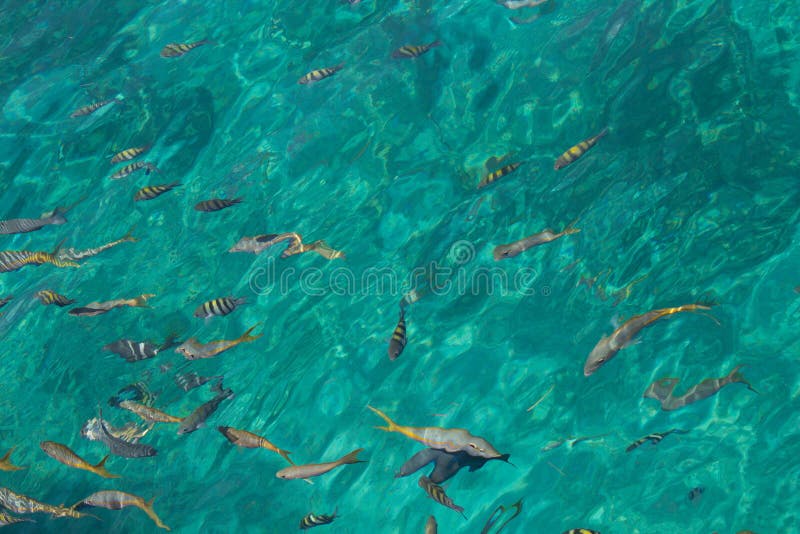 A lot of coloured fish stock photo. Image of blue, swimming - 63644936