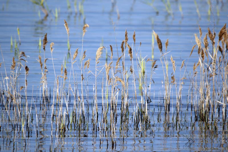 Lot of Common Reed by the Lake during Daytime Stock Photo - Image of ...