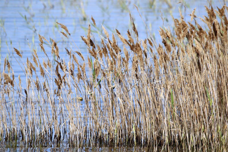 Lot of Common Reed by the Lake during Daytime Stock Photo - Image of ...