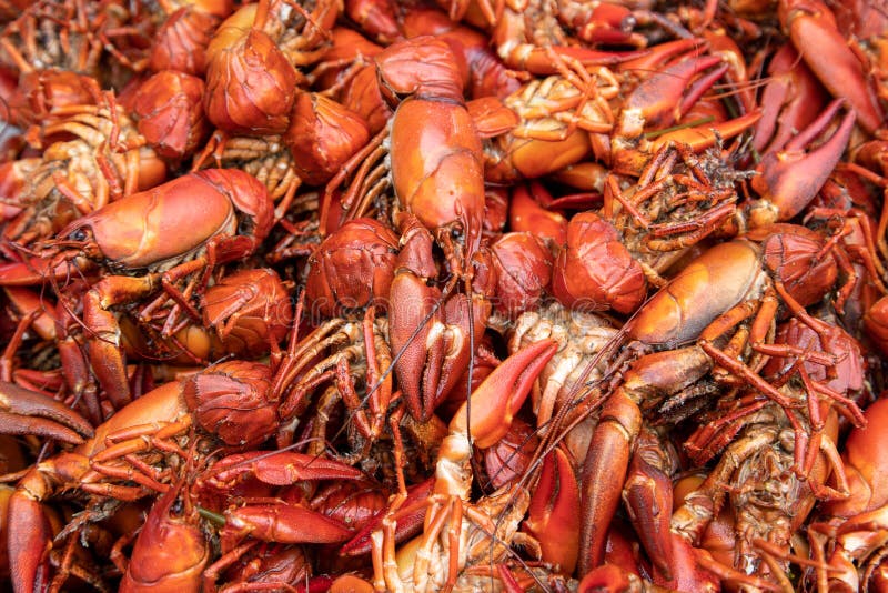 A Lot of Cooked Signal Crayfish Stock Image - Image of wildlife ...