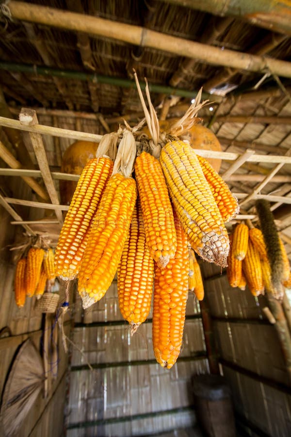 A lot of corn hanging stock image. Image of hanging, healthy - 64061269