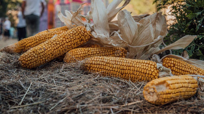 A Lot of Corn are in the Hay. Decor of a Fake Corn. an Exhibition of ...