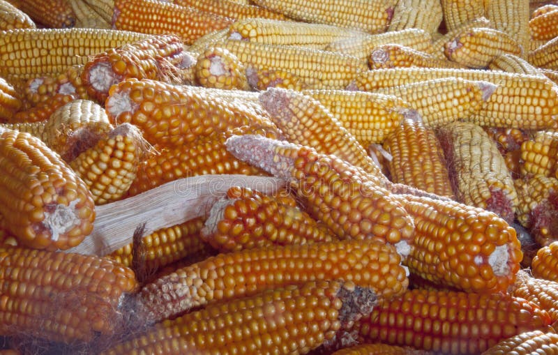 A lot of corn stock photo. Image of maize, autumn, plant - 67191556