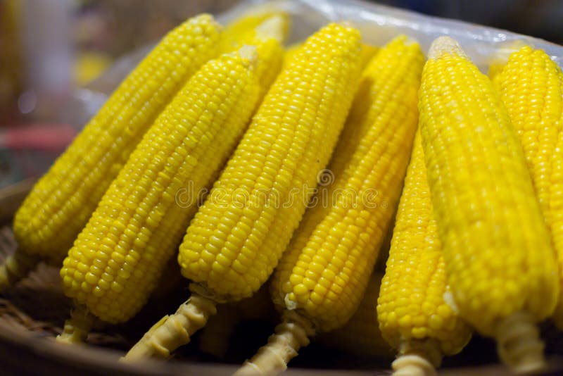 A lot of corn on the cob stock image. Image of fodder - 47128953