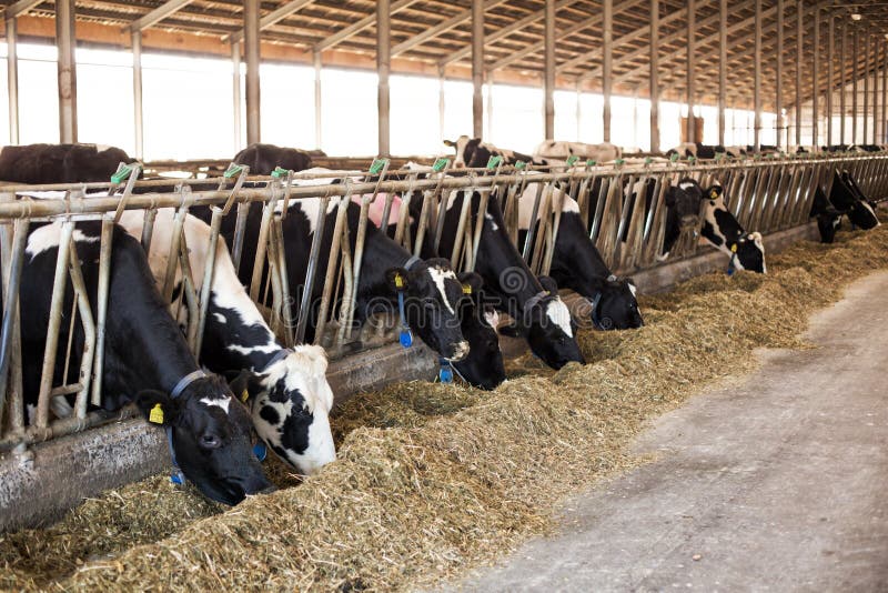 A lot of cows on the farm stock photo. Image of food - 49141272