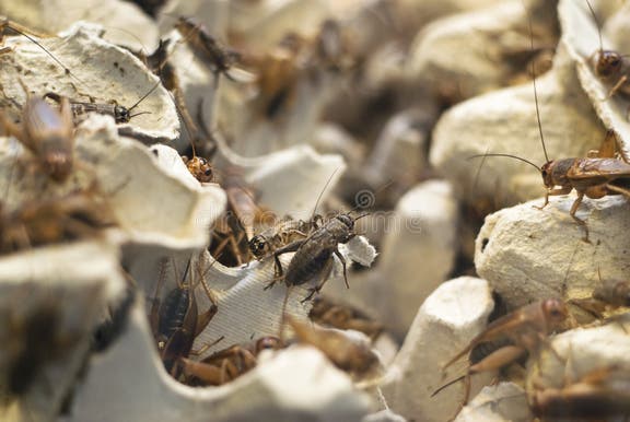 A lot of crickets stock photo. Image of arthropod, locust - 10792552
