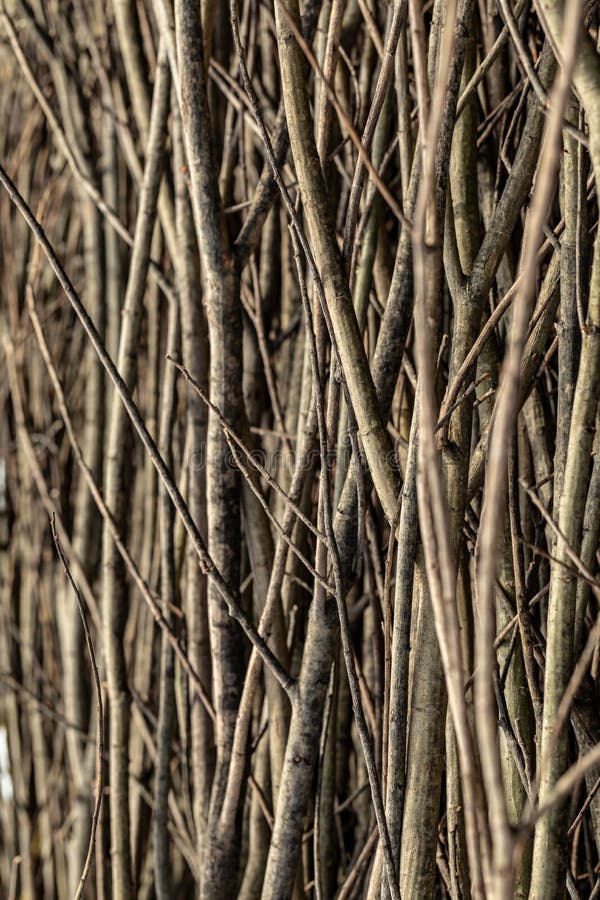 A Lot of Cut Branches. a Bunch of Flexible Branches. the Branches of ...