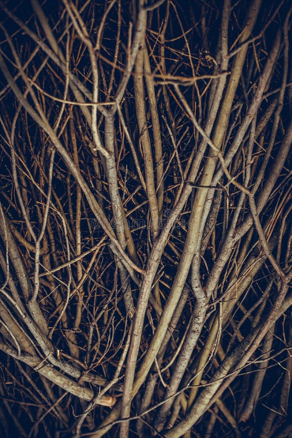A Lot of Cut Branches. a Bunch of Flexible Branches Stock Image - Image ...