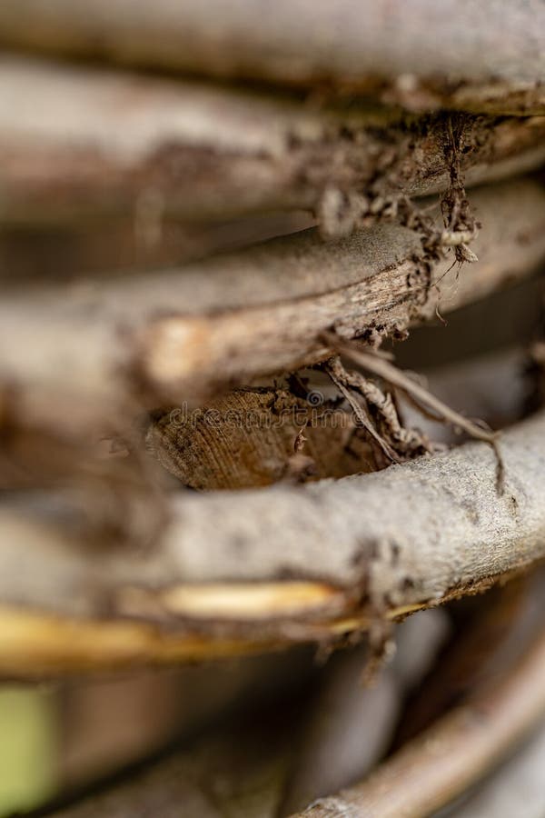 A Lot of Cut Branches. a Bunch of Flexible Branches Stock Image - Image ...