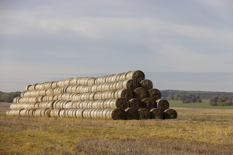A Lot of Cylindrical Stacks of Straw for Storage, Stacked One Stock ...