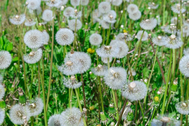 A lot of dandelions stock image. Image of dandelions - 116828021