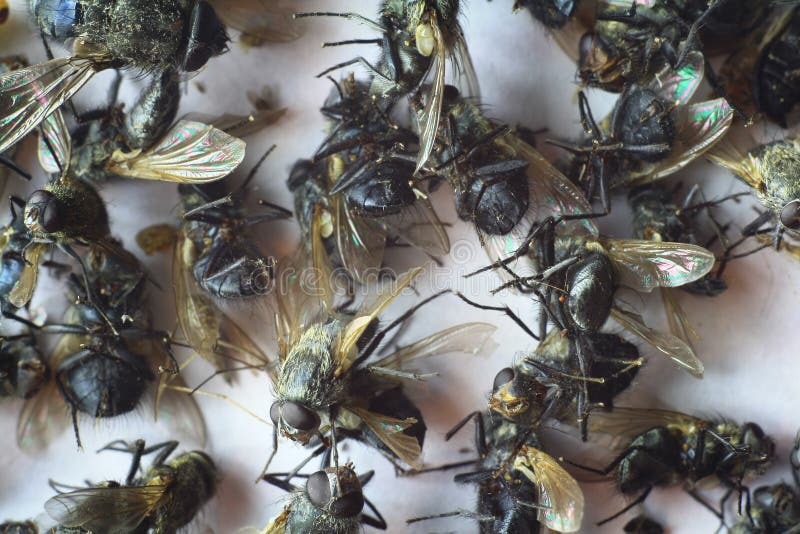 A lot of dead flies stock photo. Image of hairy, small - 66800732
