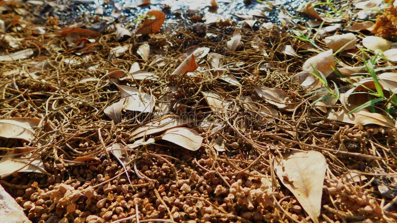 Dead Vegetation in Sunlight Stock Photo - Image of landscape, grass ...