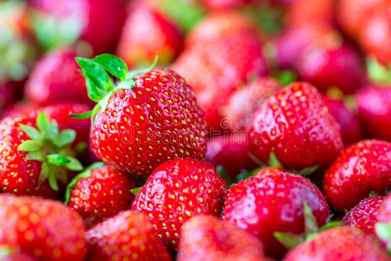 A lot of strawberries stock image. Image of fruit, gourmet - 10595111