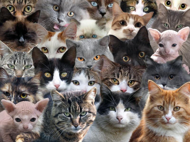 A lot of different cats stock image. Image of kitten - 202562517