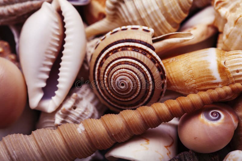 A Lot of Different Empty Sea Shells on Background, Macro Details Stock ...