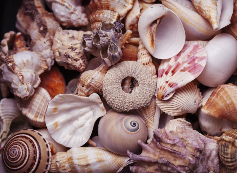 A Lot of Different Empty Sea Shells, Natural Background, Macro Details ...